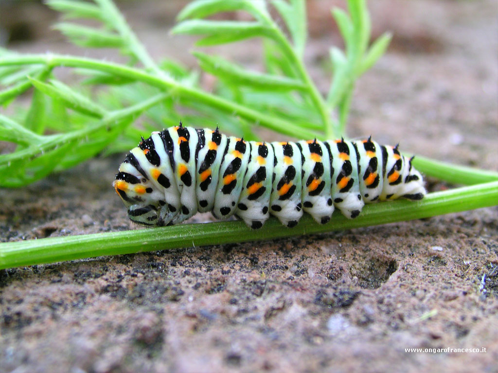 Il sogno del Bruco su May it be....